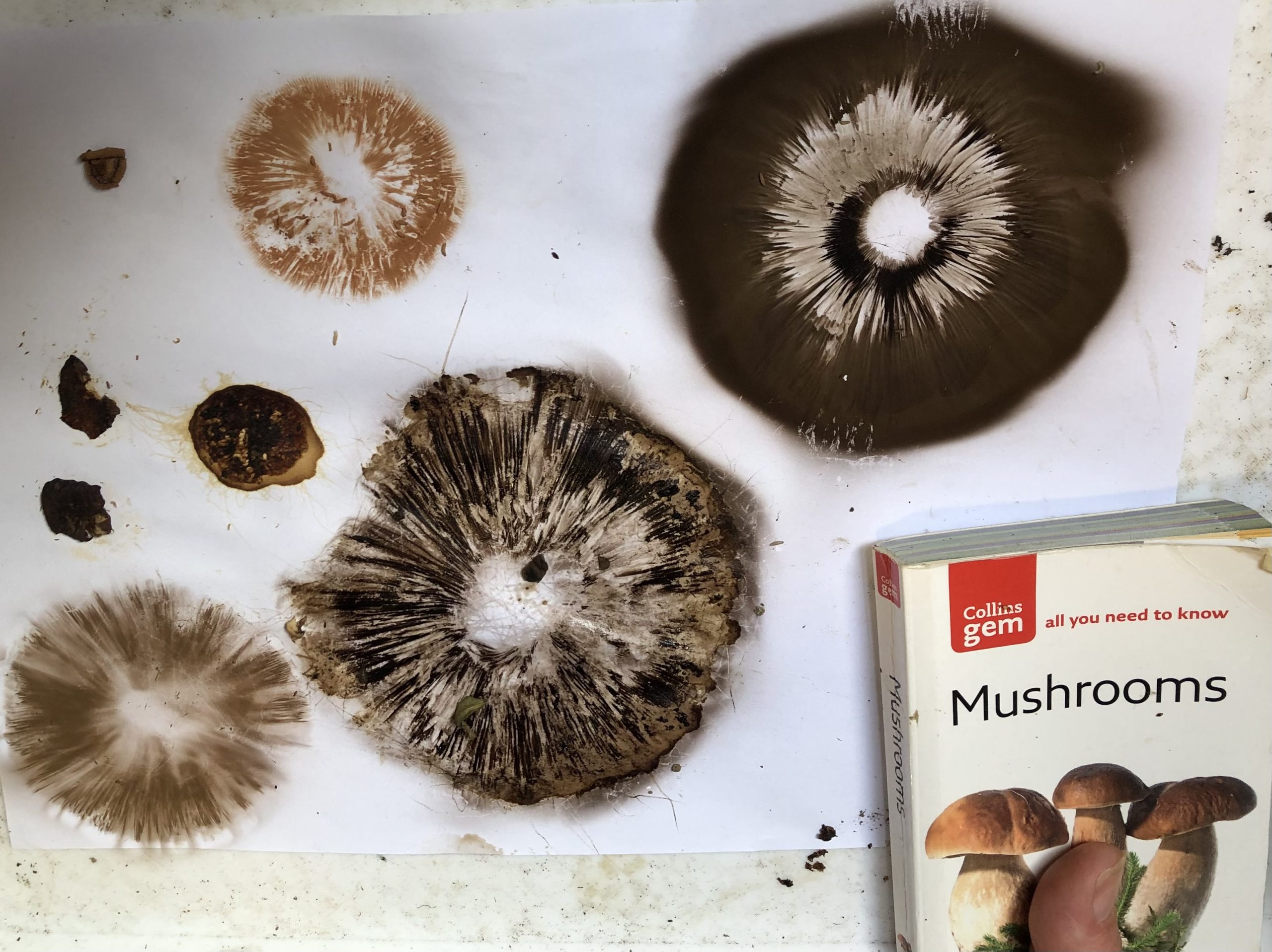Nature Steps : Discovering Mushrooms and Fungi with Preschool Children ...