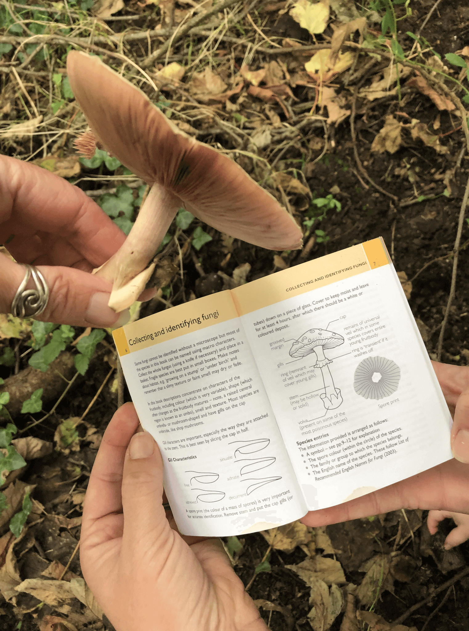 Nature Steps : Discovering Mushrooms and Fungi with Preschool Children ...